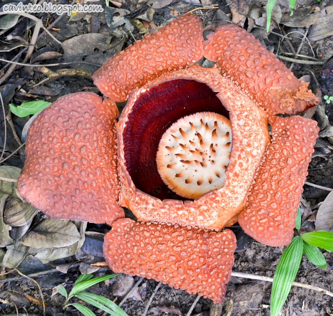 Entree Kibbles: Blooming Rafflesia - World's Largest Single Flower ...